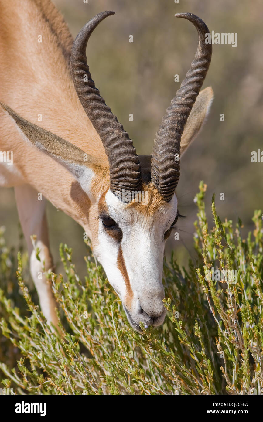 mammal buck mammals wildlife safari antelope nature game tournament ...
