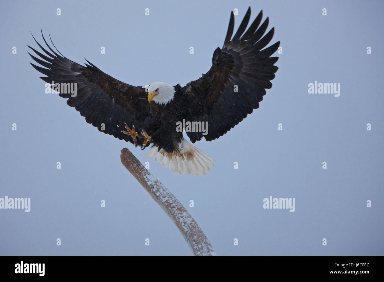 bald eagle, Haliaeetus leucocephalus, Alaska Stock Photo - Alamy