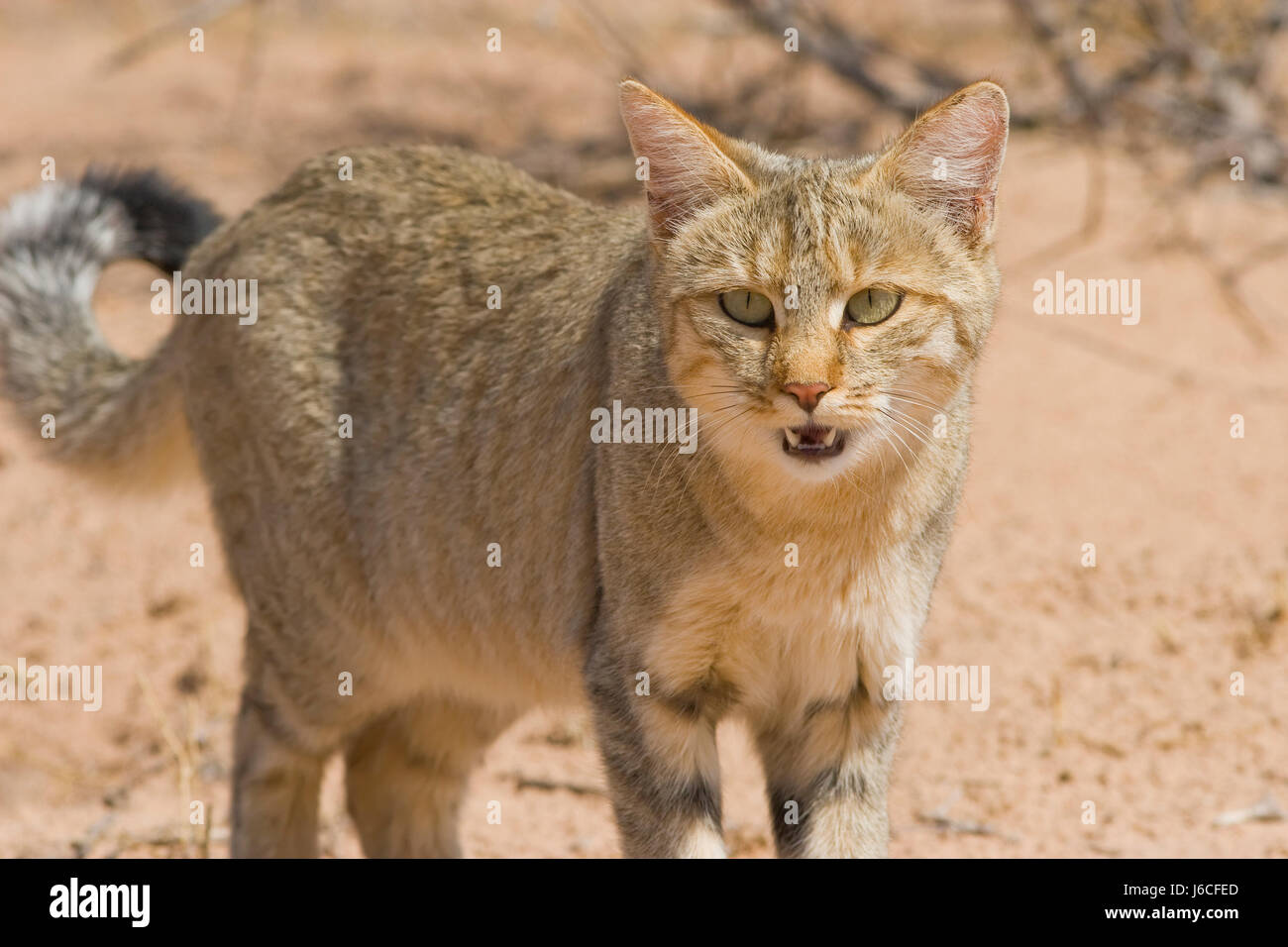 cats predator wildcat carnivorous pussycat cat domestic cat animal ...
