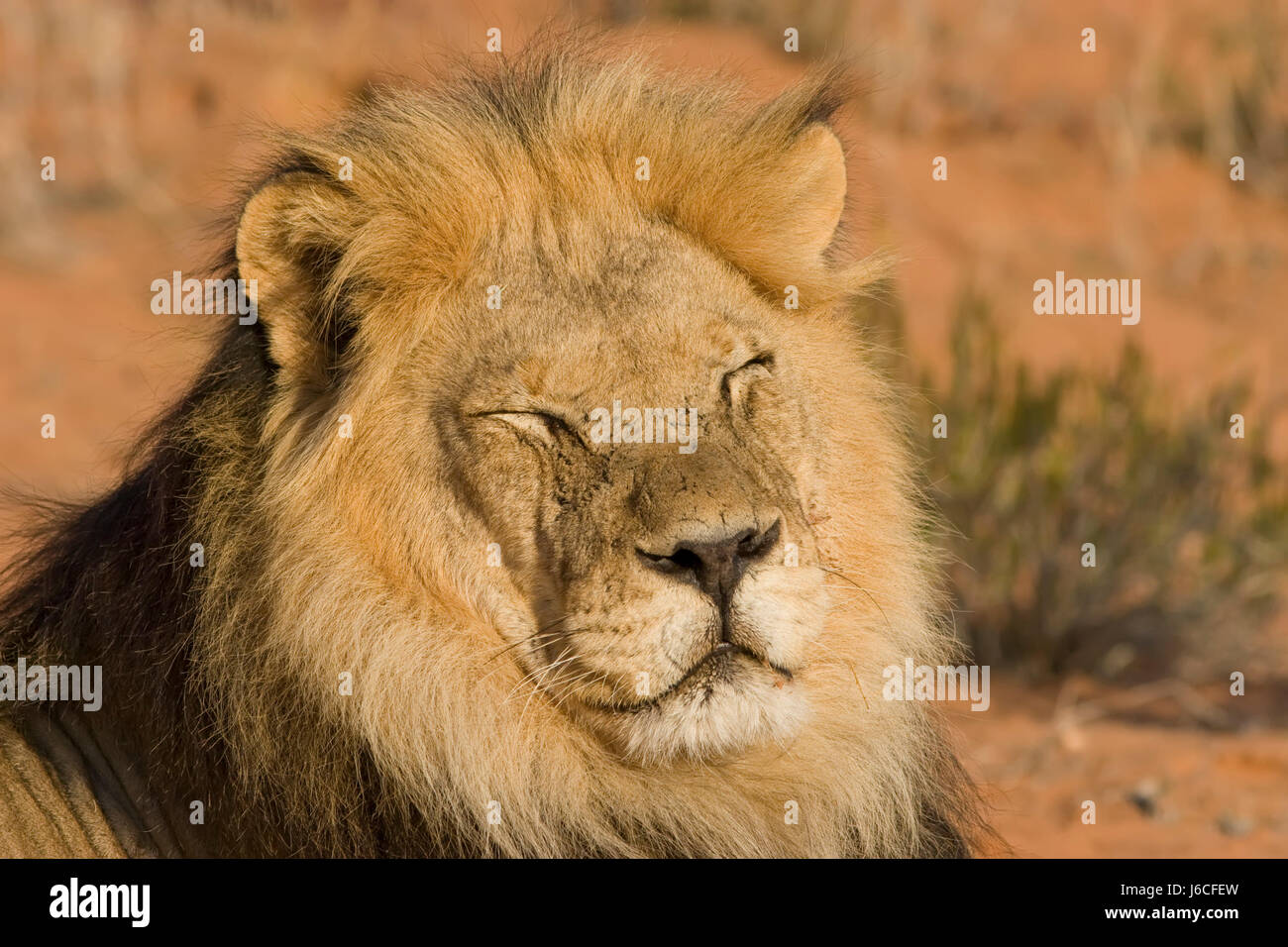 animal lion cat big cat feline predator cats predator carnivorous ...