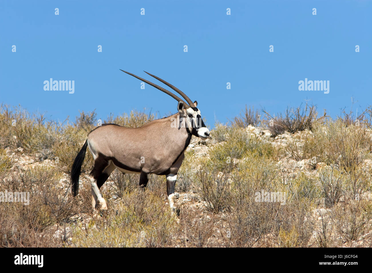 game tournament play playing plays played buck antelope deer gazelle ...