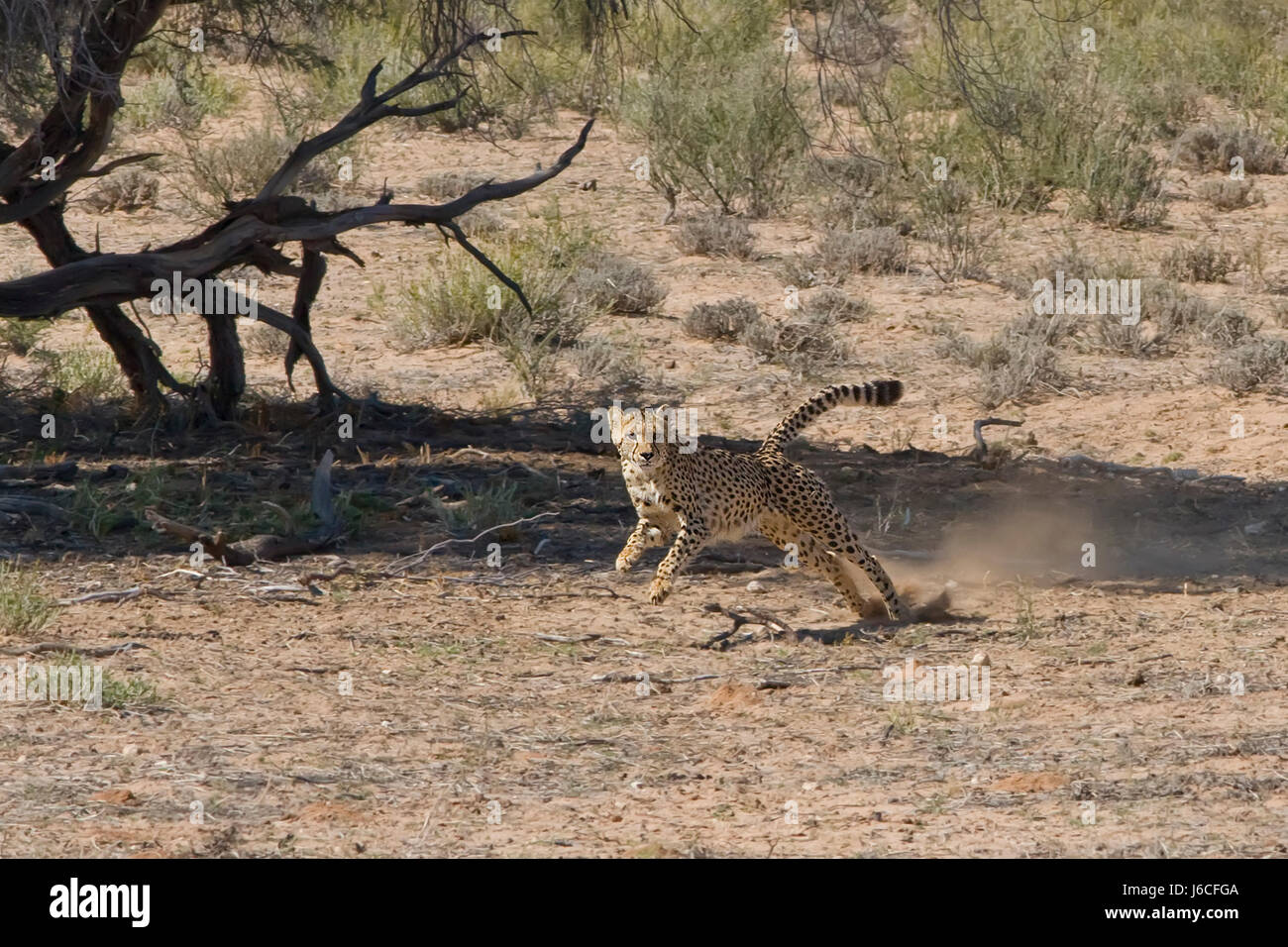 predator cat big cat feline predator cheetah pattern spot pussycat ...