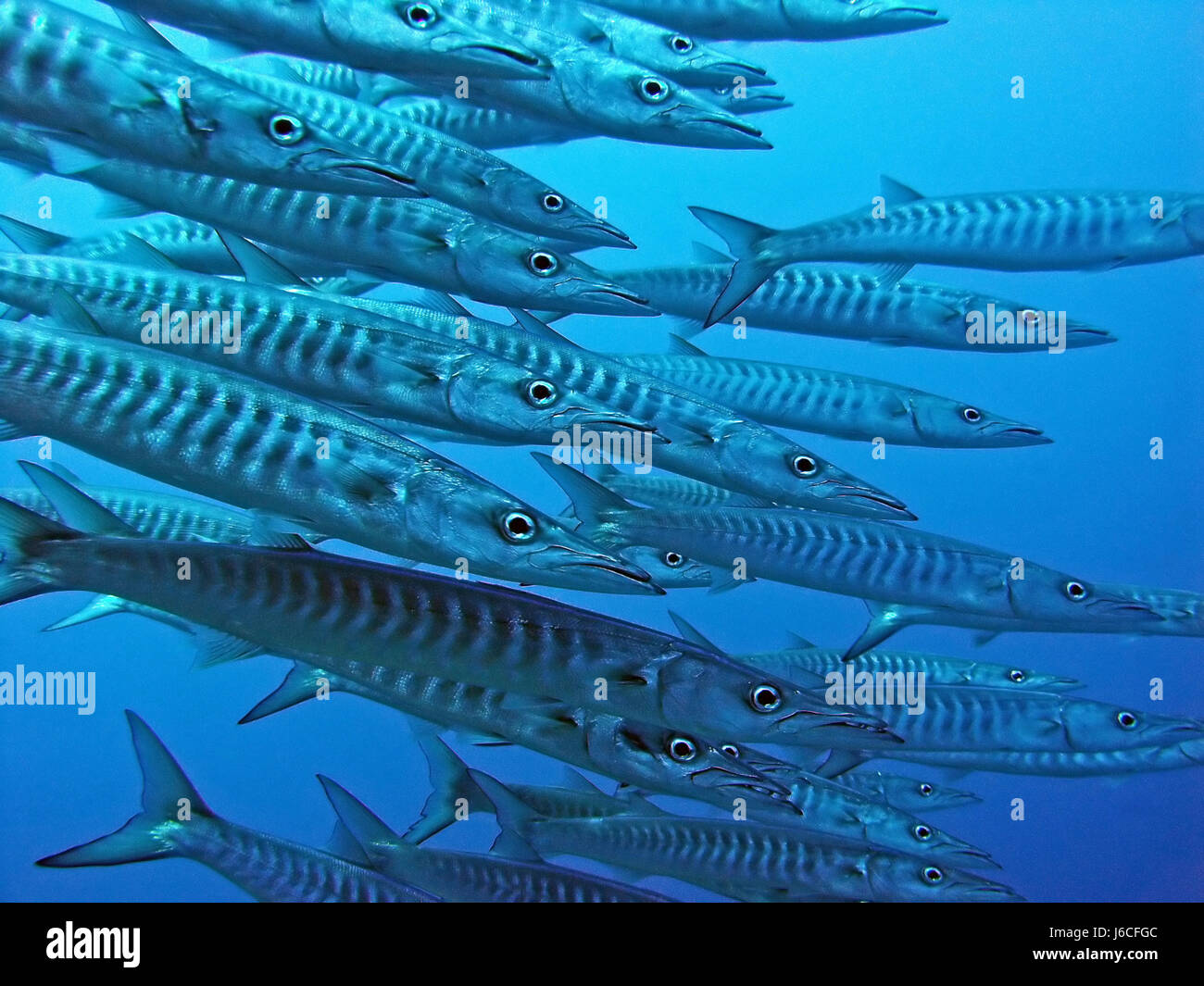 fish underwater predator swarm school salt water sea ocean water ...