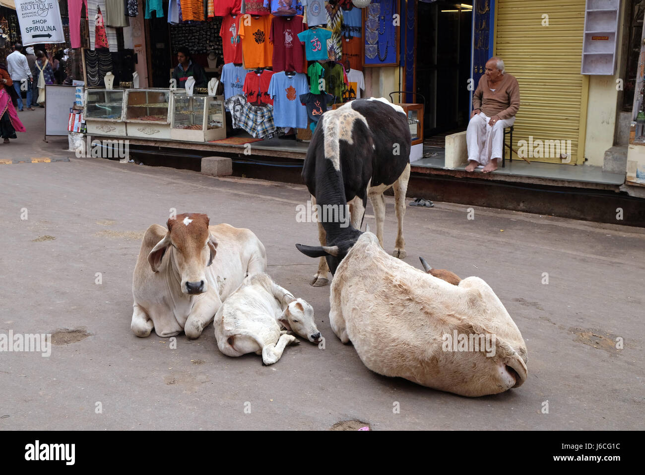 Cow resting on street hi-res stock photography and images - Alamy