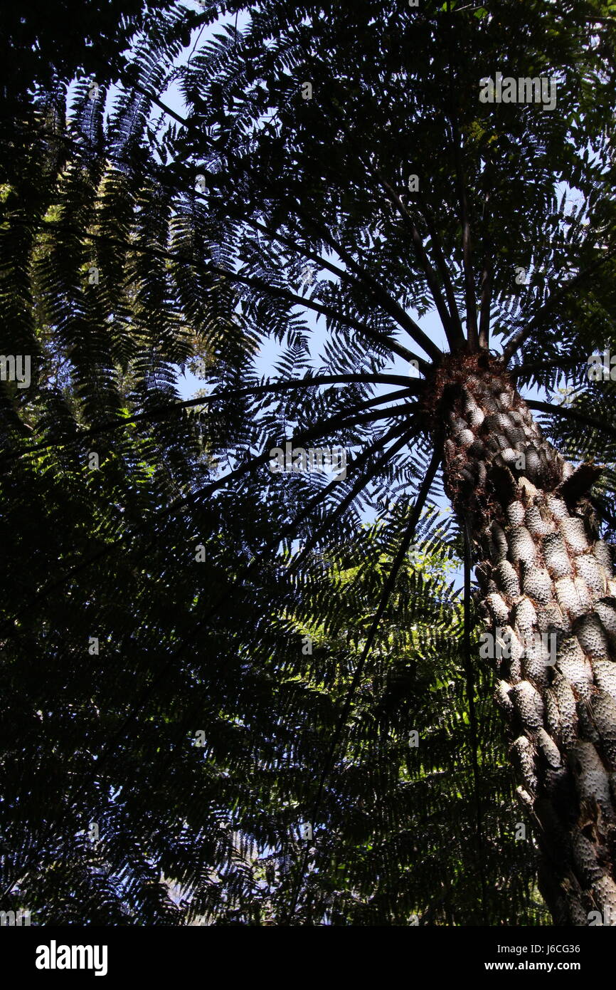 under the tree fern Stock Photo - Alamy