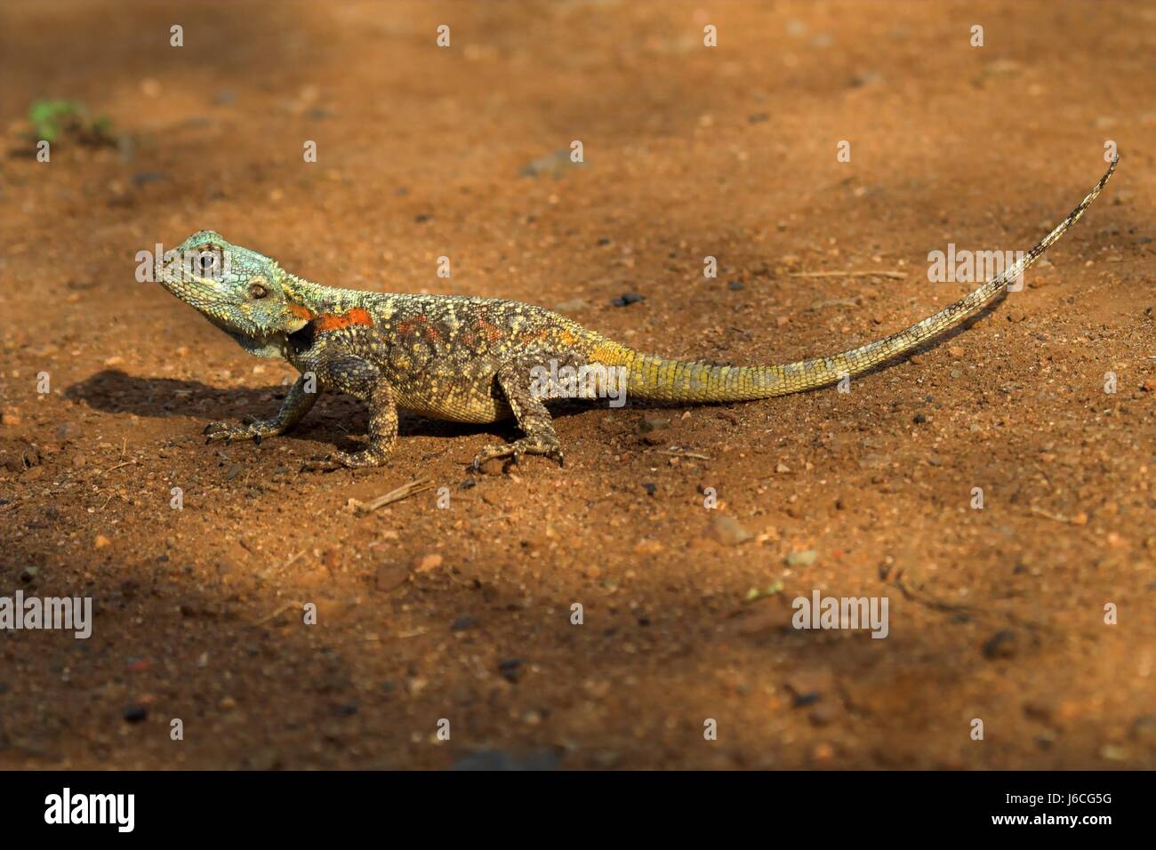 animal reptile teeth predator reptiles beast danger risk animal reptile ...