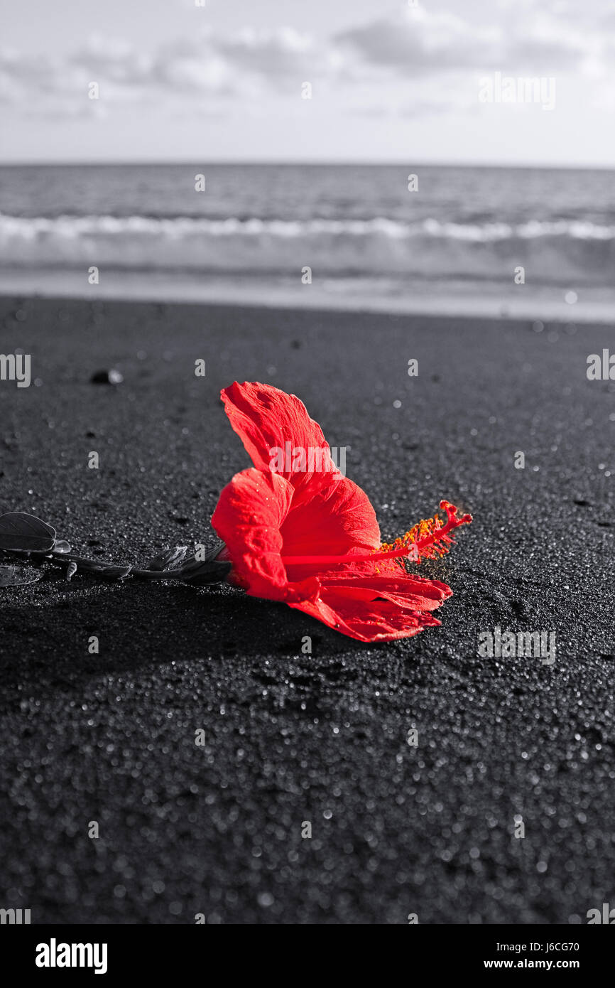 red hibiscus on black sand beach Stock Photo - Alamy