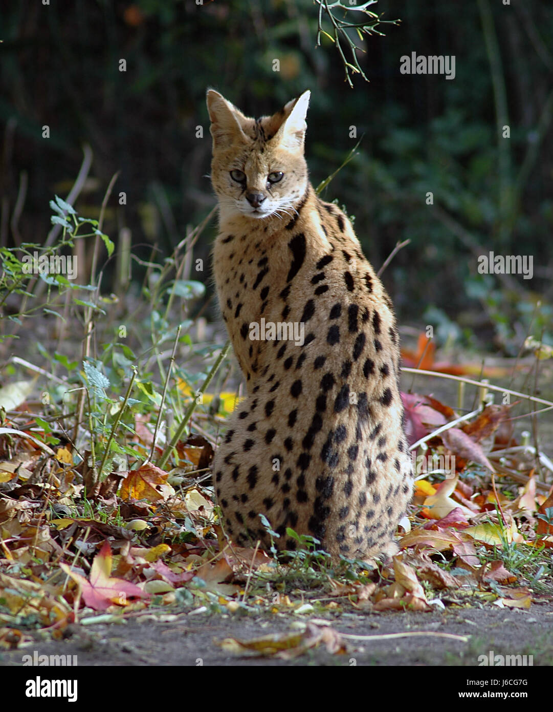 Serval cat skin hi-res stock photography and images - Alamy