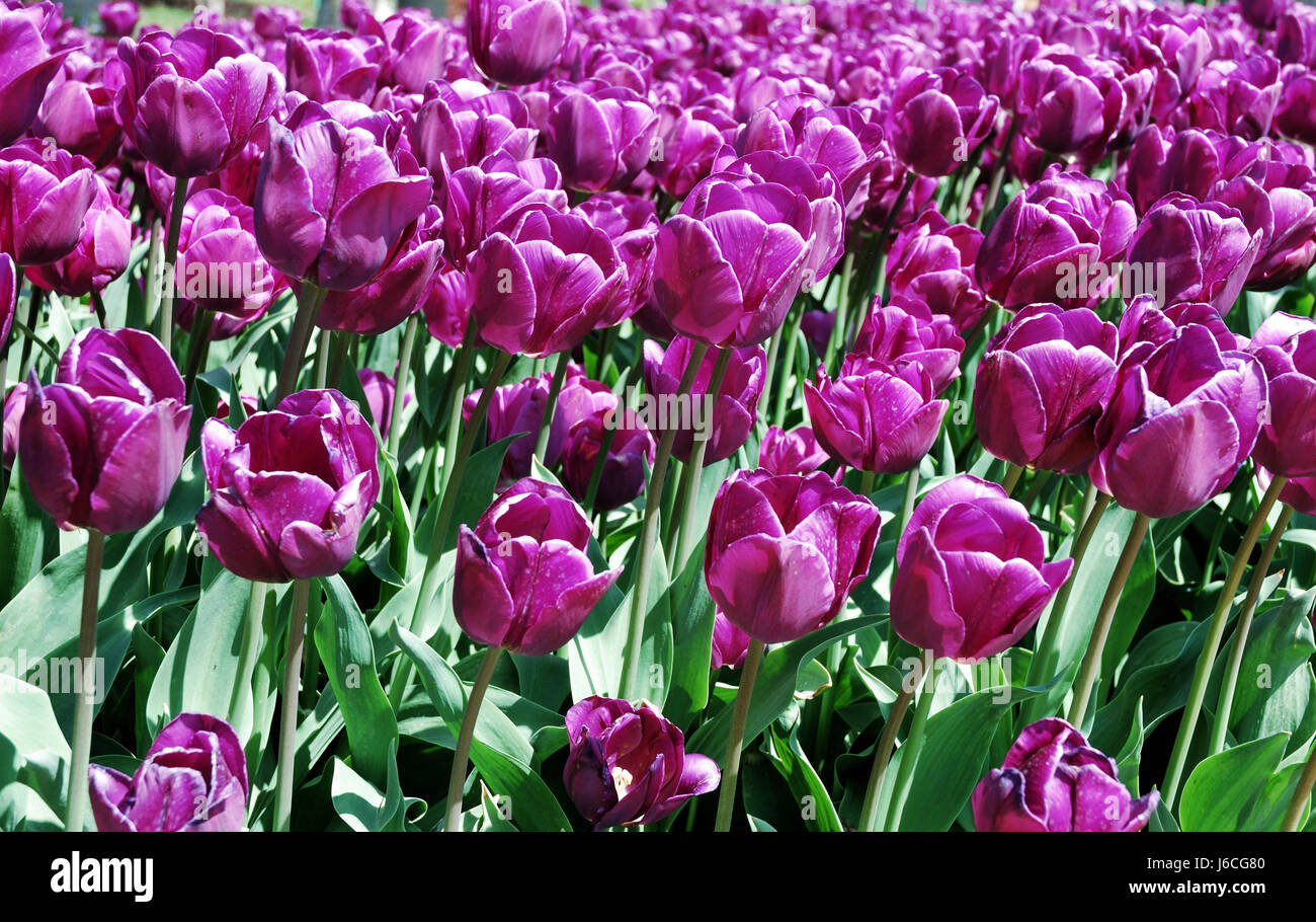 flower plant flowers tulips spring purple tulip energy vitality ...