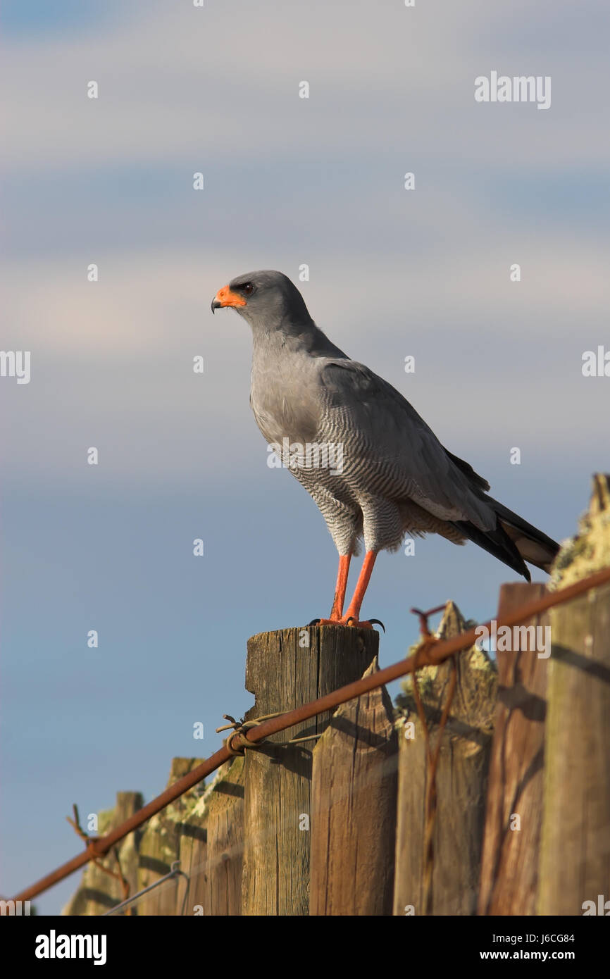 big large enormous extreme powerful imposing immense relevant bird ...