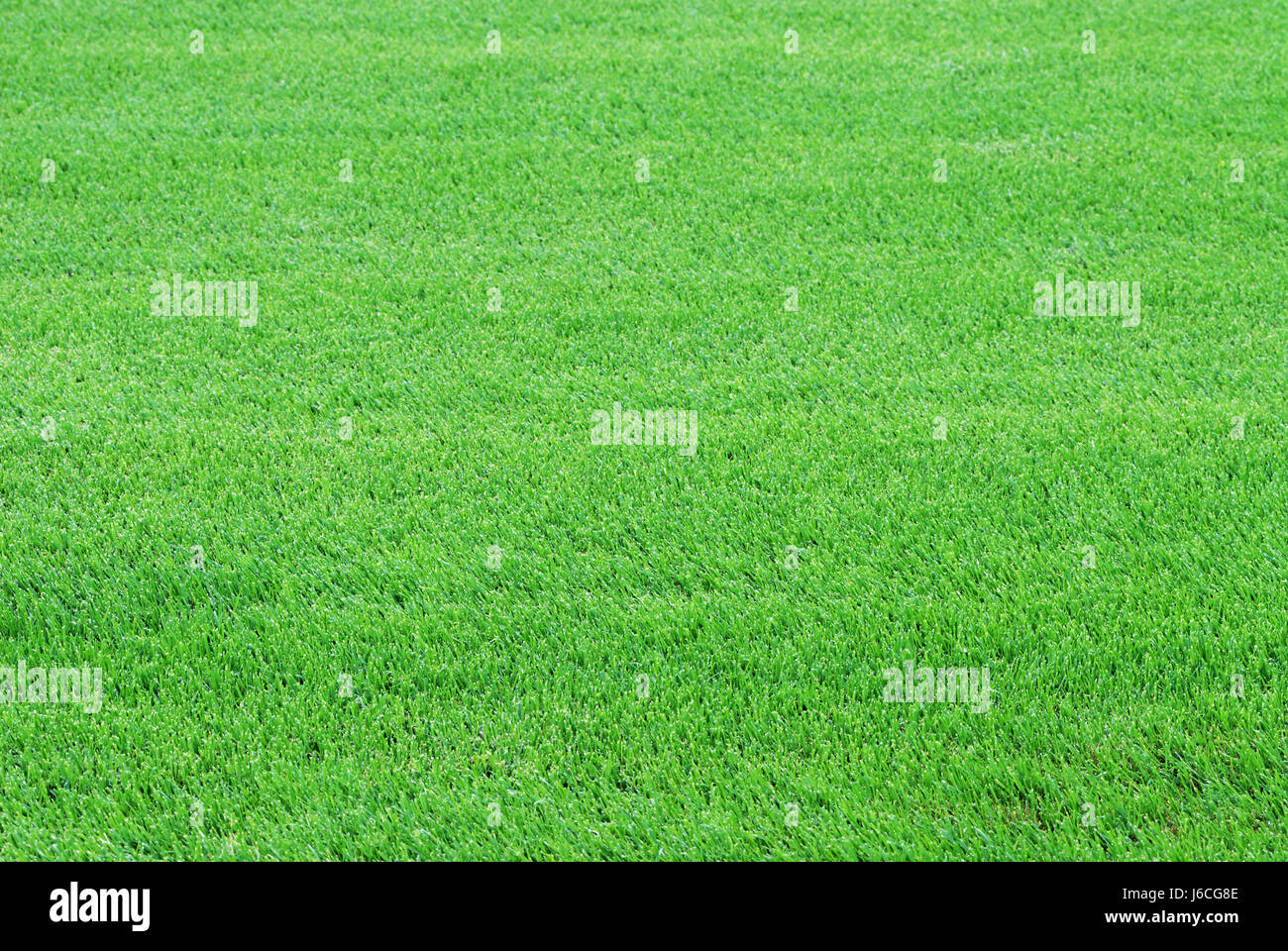 field growth grow cultivated lawn green field small tiny little short ...