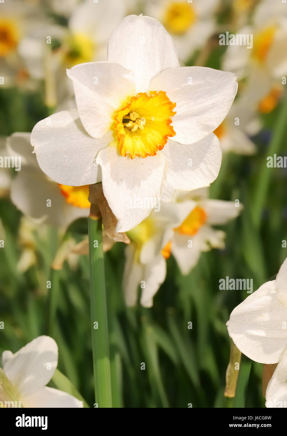 flower plant bloom blossom flourish flourishing flowers blossoms spring ...