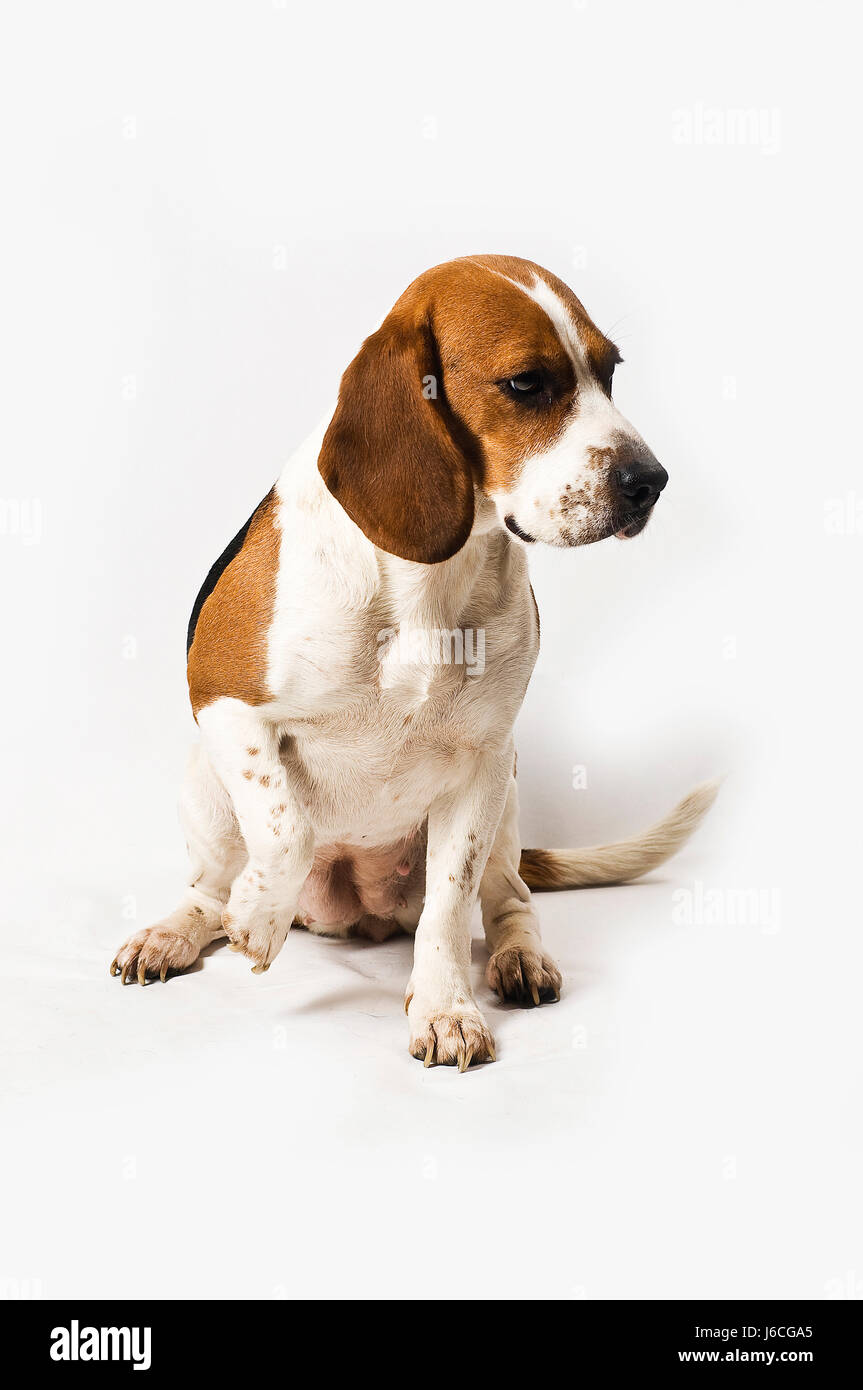 beagle dog on white background Stock Photo - Alamy