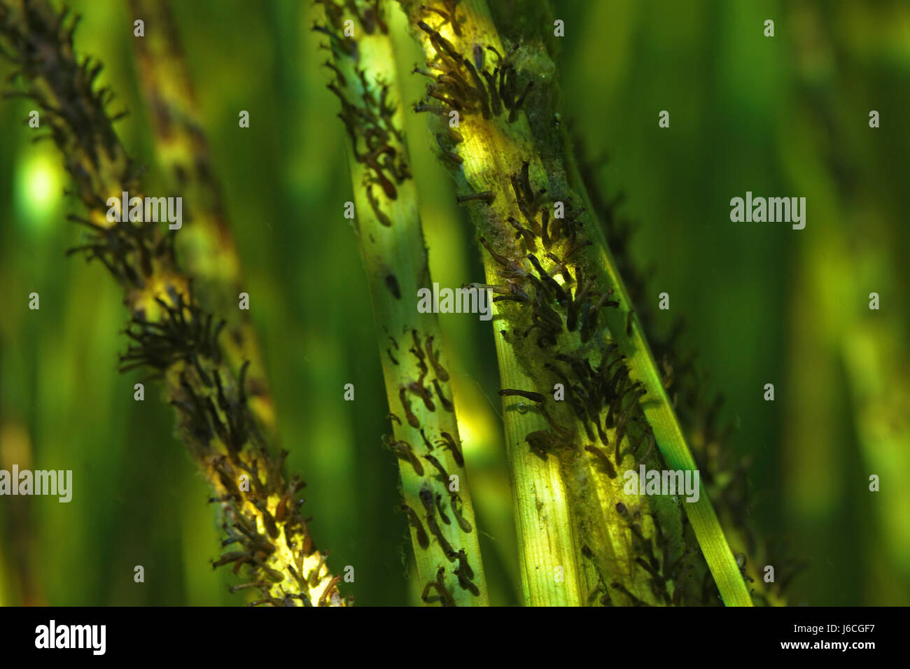 Vegetation and insects hi-res stock photography and images - Alamy