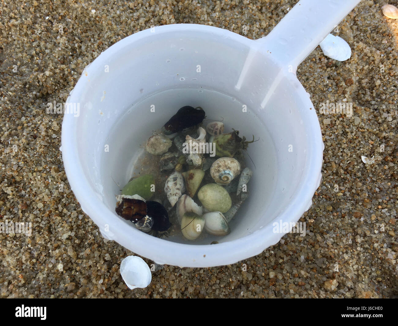 Hermit crabs in a bucket top view Stock Photo - Alamy