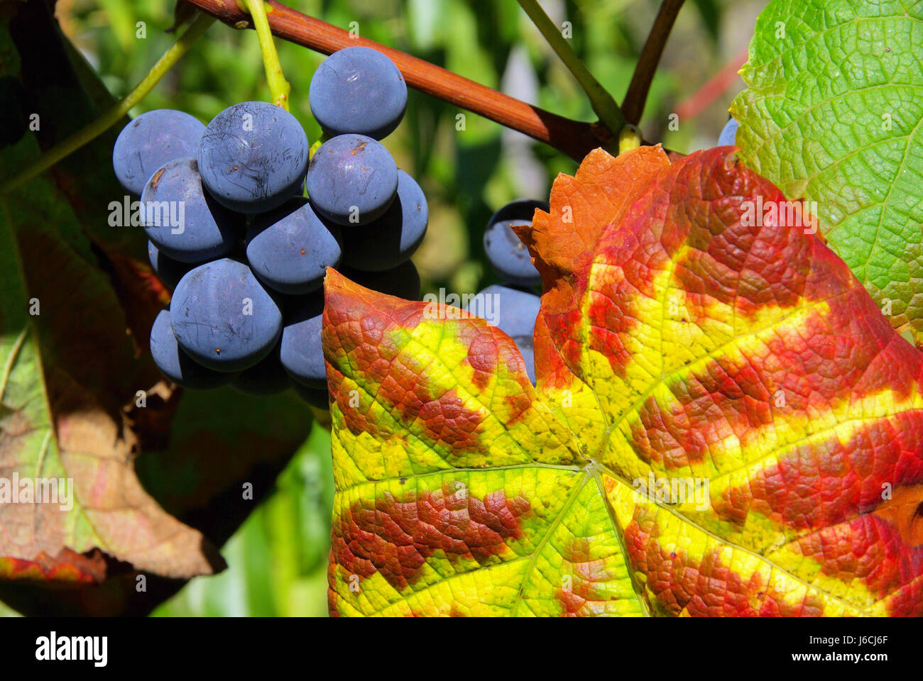 Grape black rot hi-res stock photography and images - Alamy