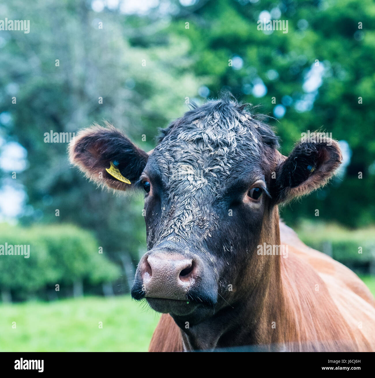 Sad cow eyes hi-res stock photography and images - Alamy