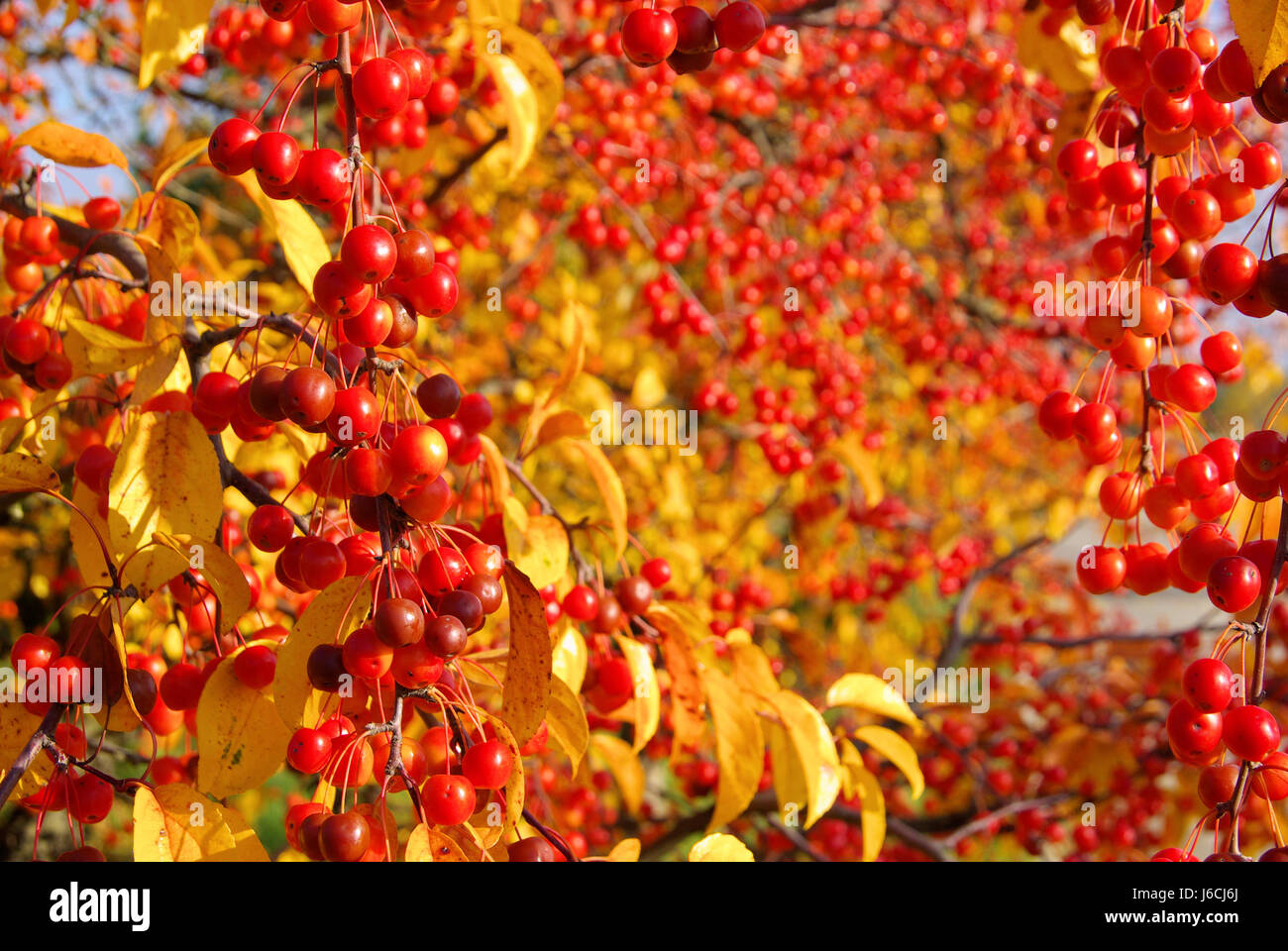 wild cherry in fall - wild cherry in case 03 Stock Photo - Alamy