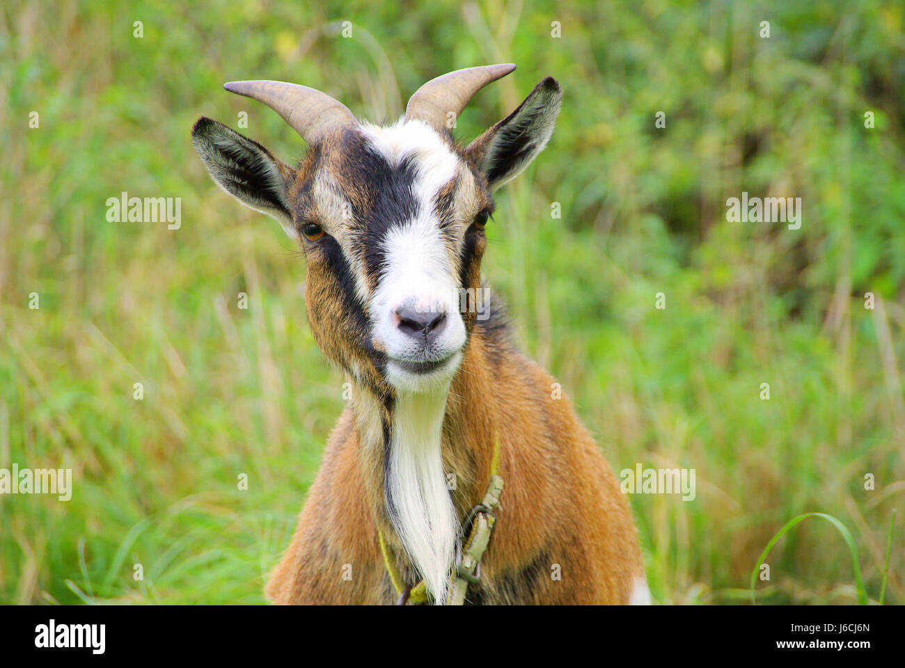 goat - goat 24 Stock Photo - Alamy