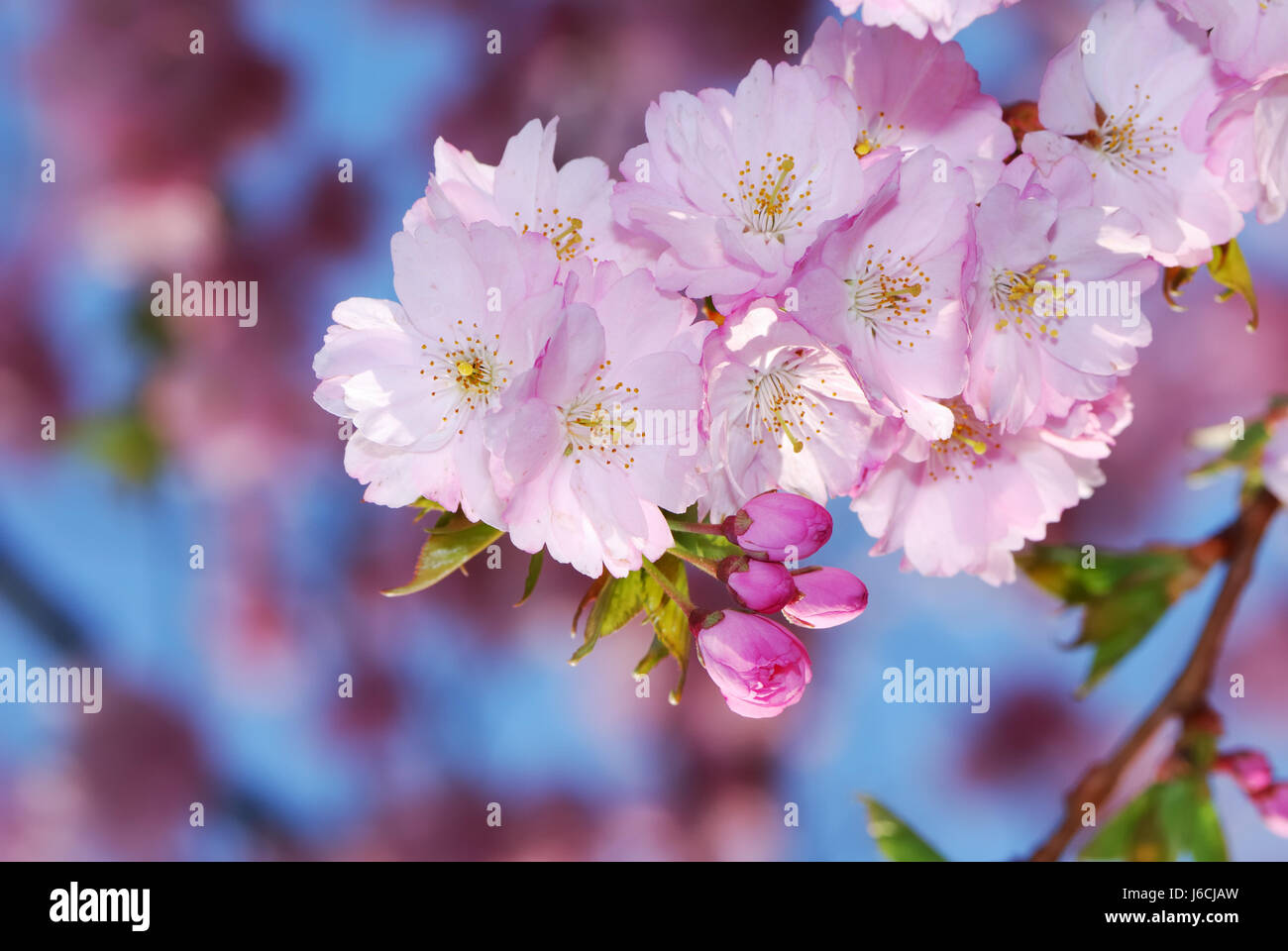 flower plant bloom blossom flourish flourishing flora spring blooming ...