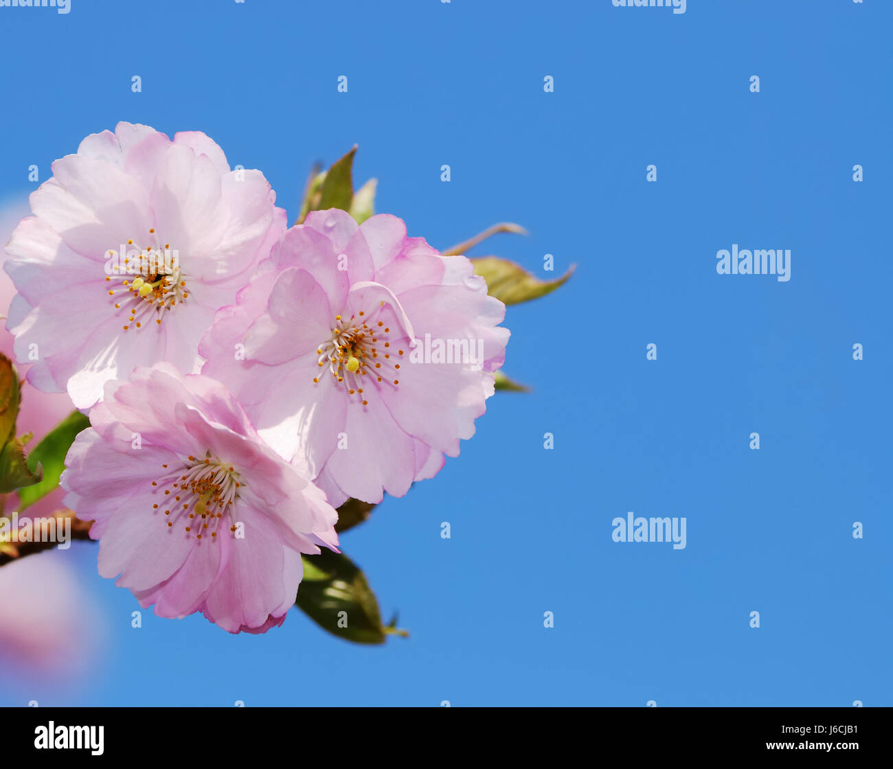 blossoms branch buds season seasonal bloom blossom flourish flourishing ...