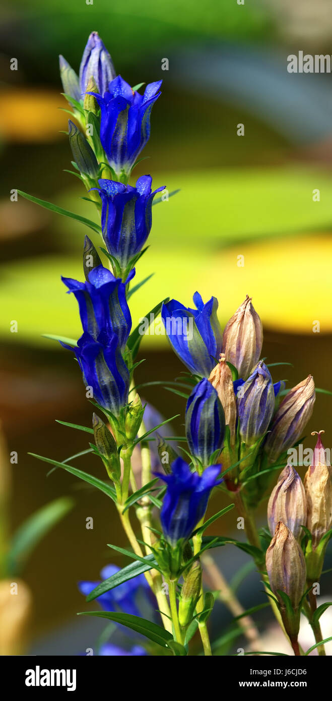 Quite flowers hi-res stock photography and images - Alamy