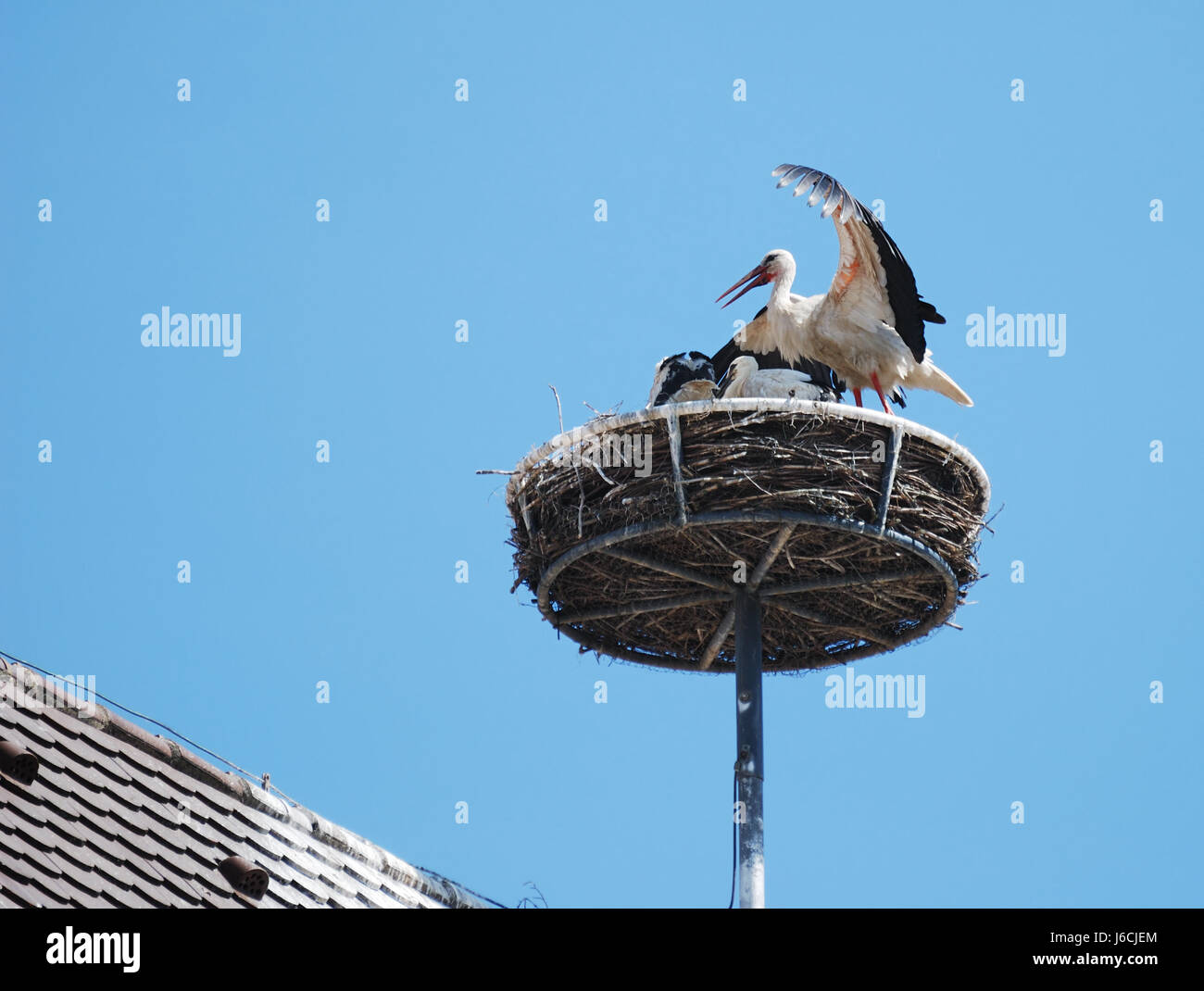 Feathered wings hi-res stock photography and images - Alamy