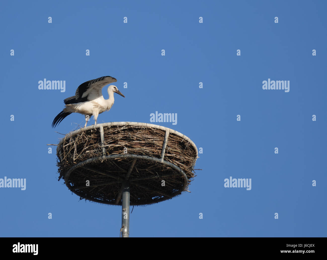 Feathered feathers hi-res stock photography and images - Alamy