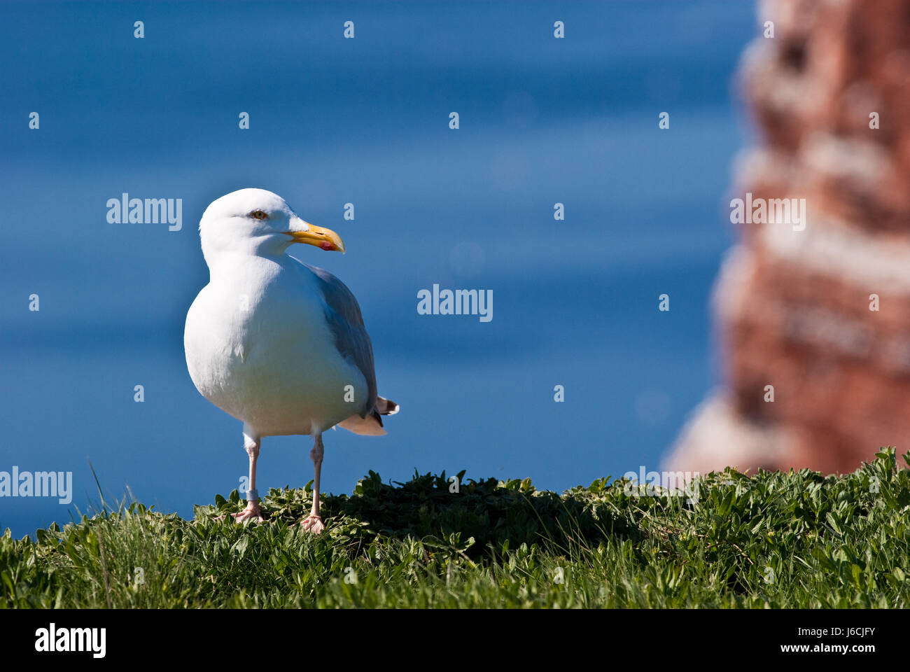 beach seaside the beach seashore water north sea salt water sea ocean ...