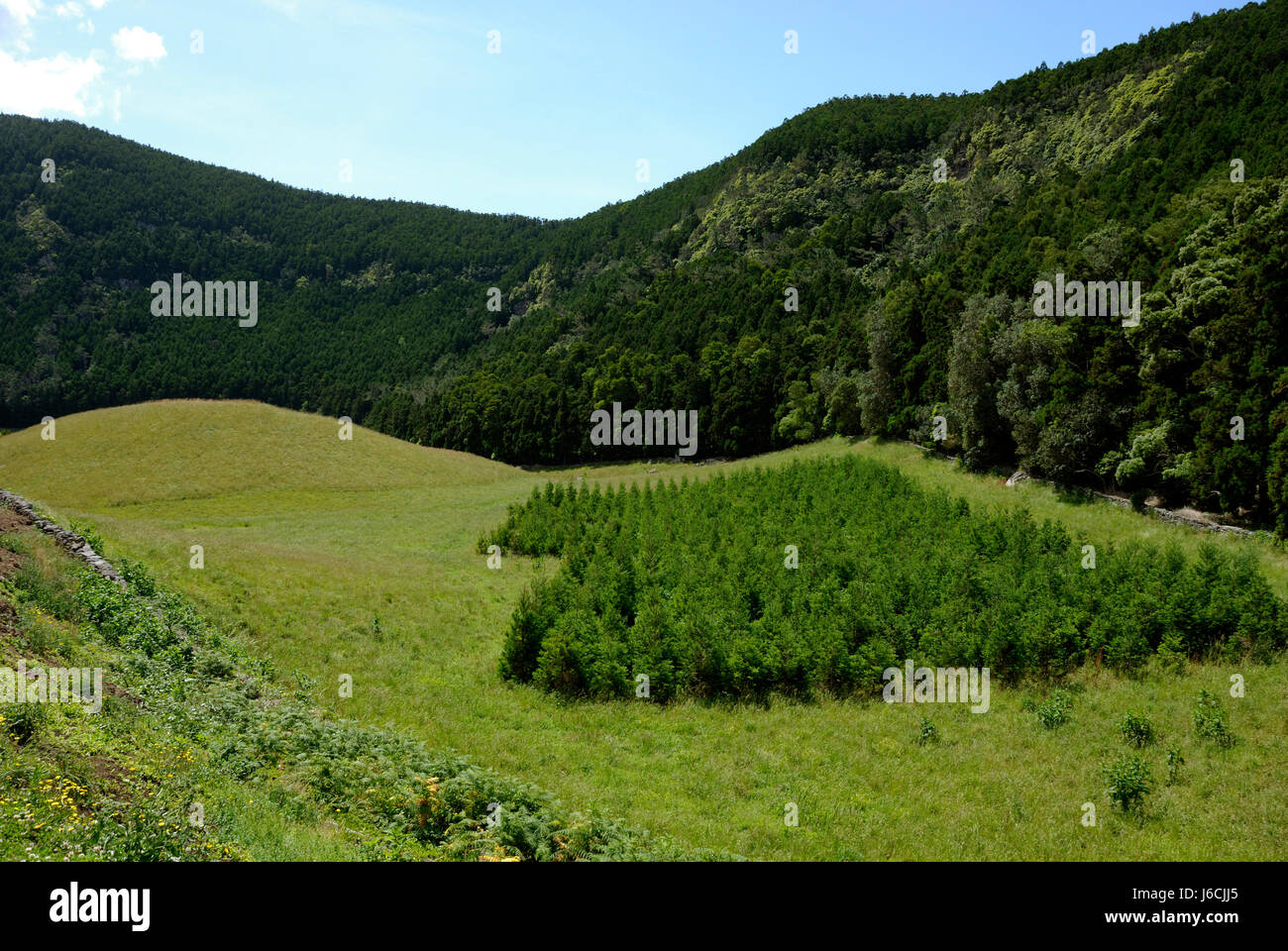azores tree trees shine shines bright lucent light serene luminous ...