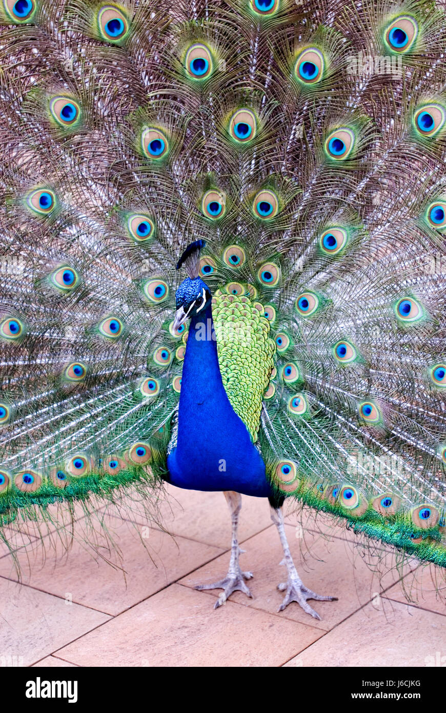 Peacock Colors