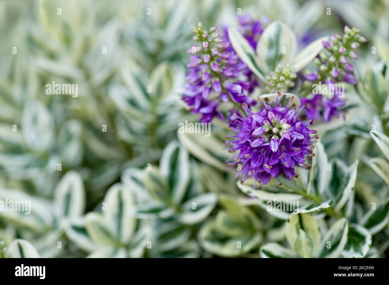 garden bloom blossom flourish flourishing shrub gardens plant fall ...