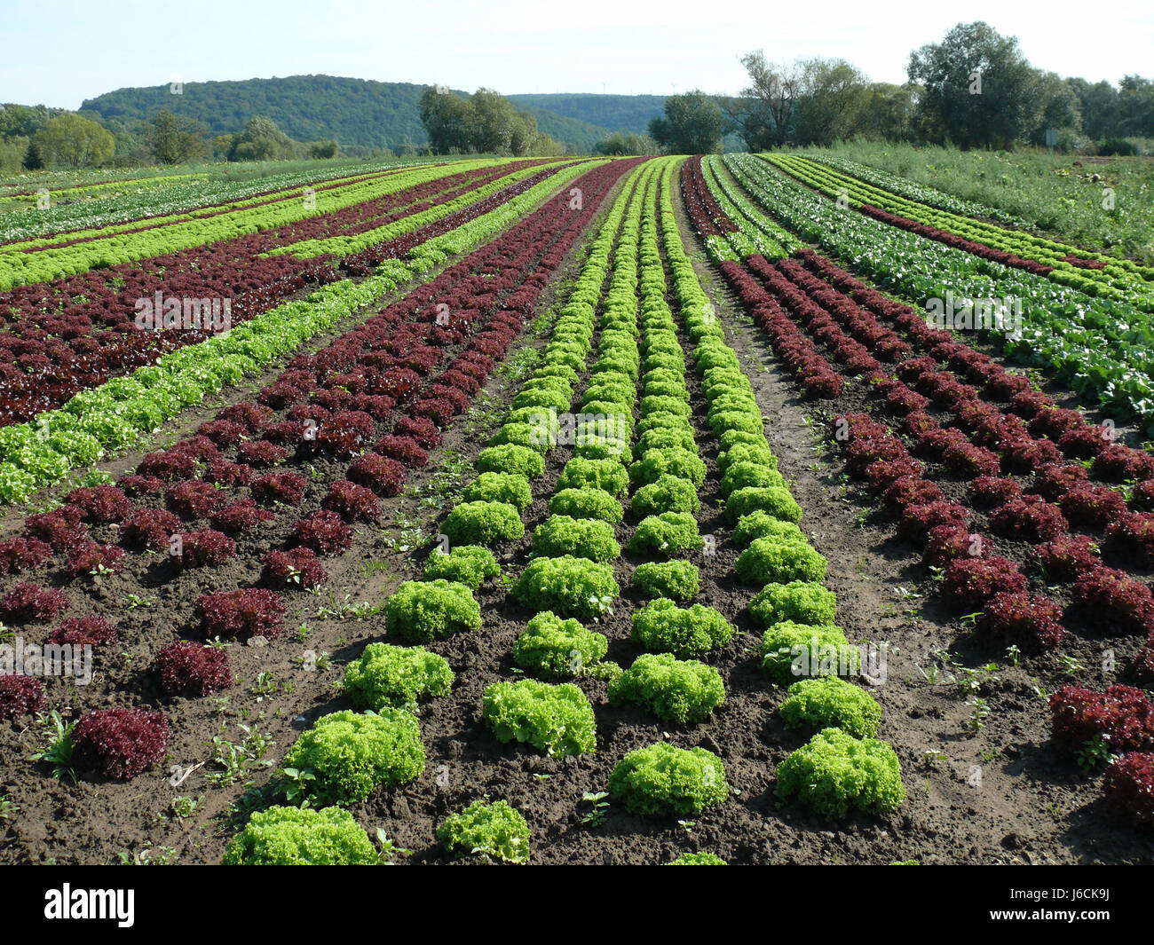 corridor agrarian green agriculture farming field acre red salad blue ...