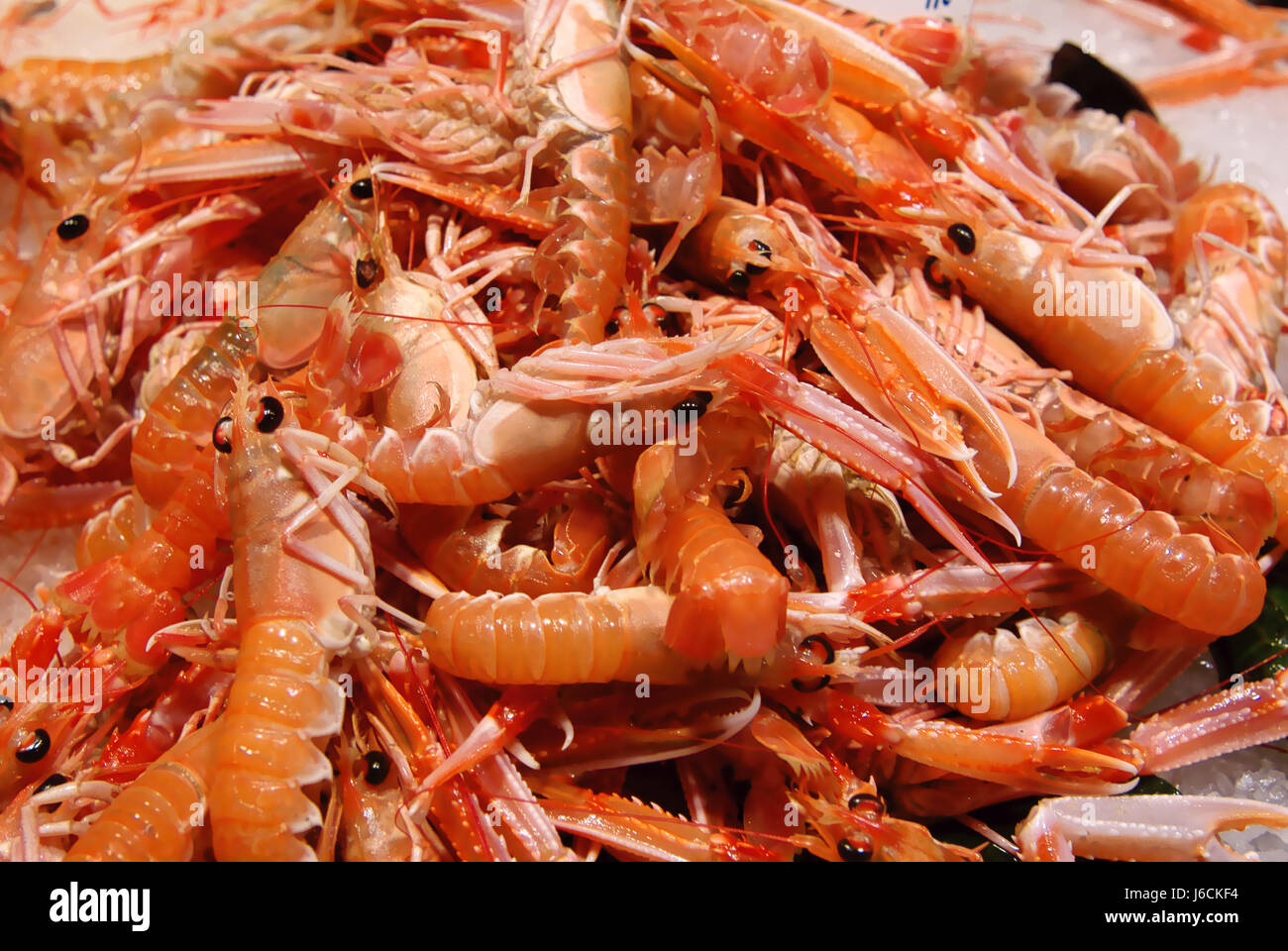 Flea shrimp hi-res stock photography and images - Alamy