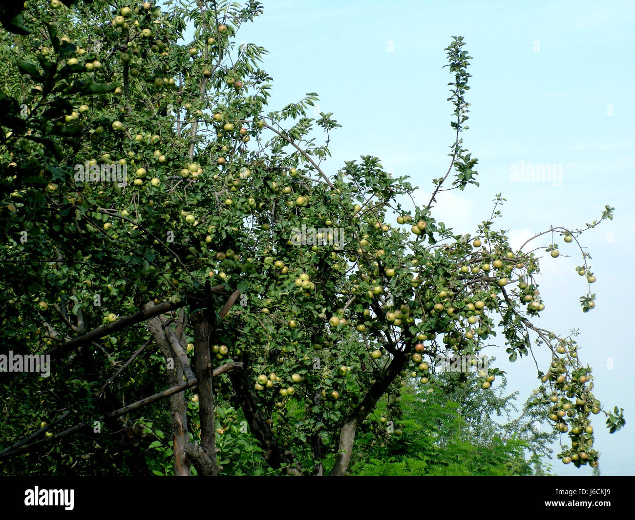 Apple Tree, View On Road, Gulmarg to Srinagar, (Copyright © Saji ...