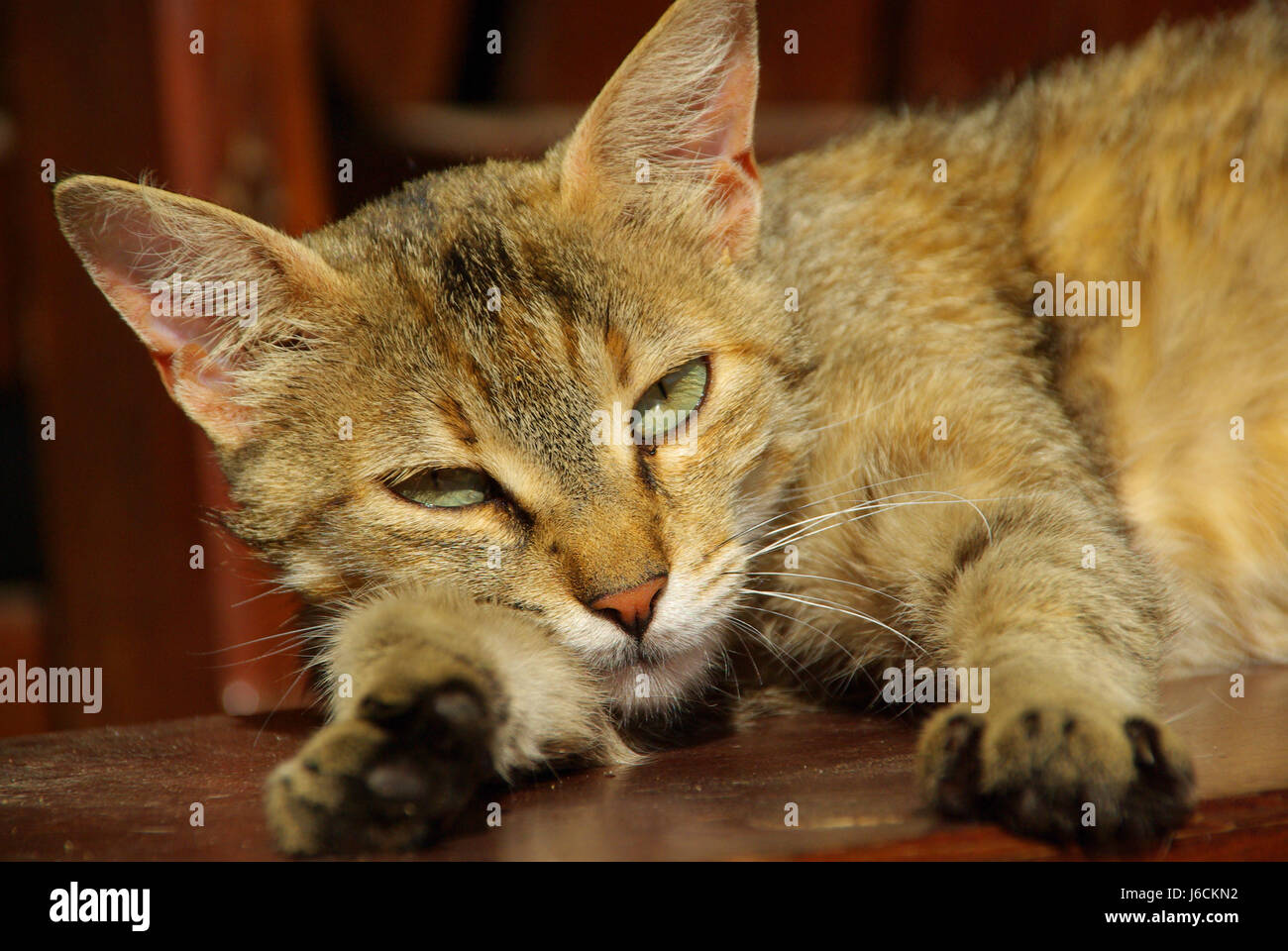 Tired kitties hi-res stock photography and images - Alamy