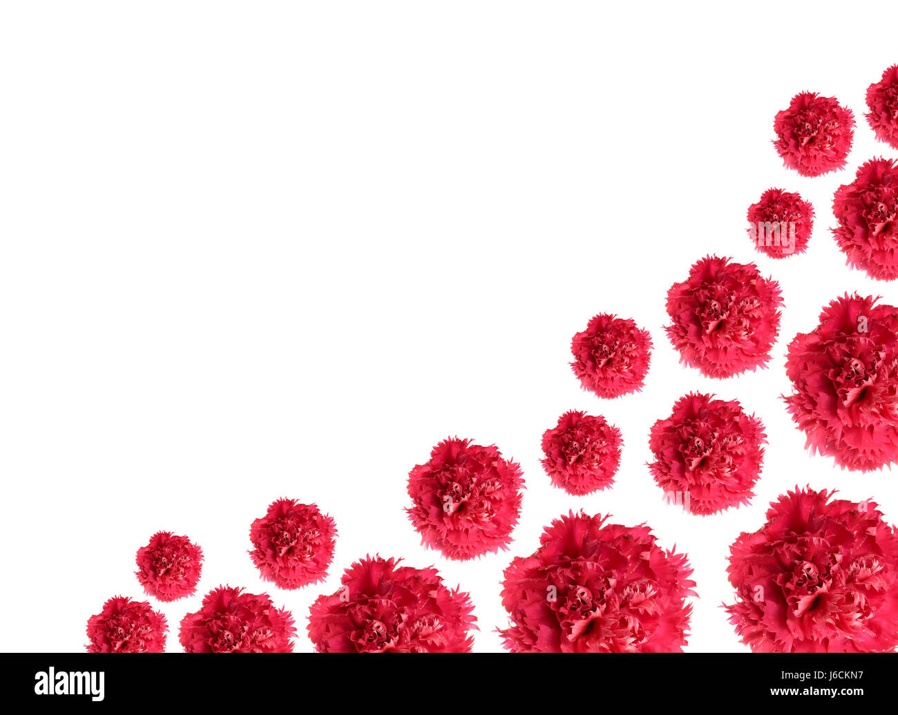 flower plant pattern border isolated flower plant carnation bloom ...