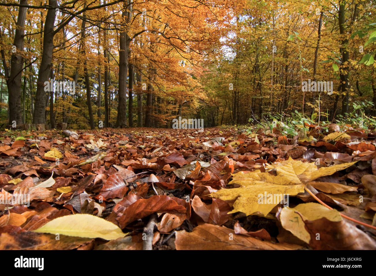 tree trees leaves colour season colors colours forest foliage fall ...