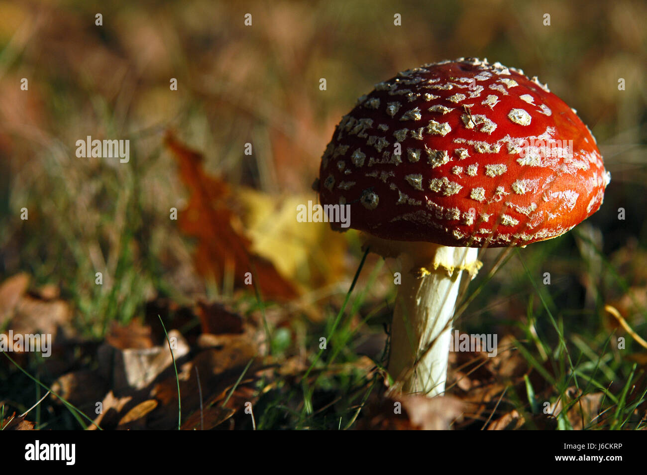fly agaric mushroom fungus toadstool fall autumn green leaves shine ...