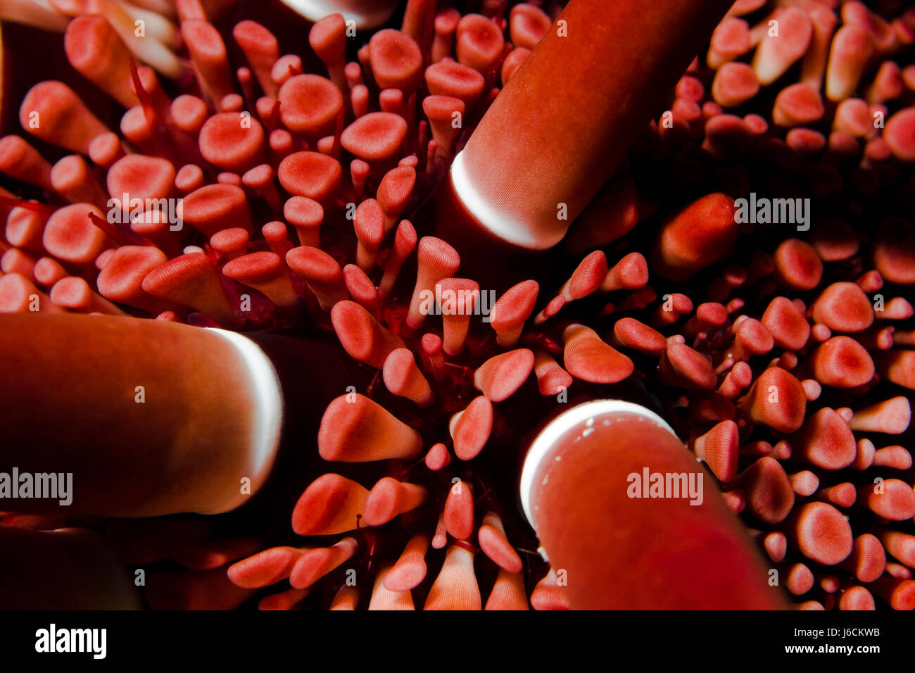 detail hedgehog structure ??urchins urchins sea urchin red detail ...