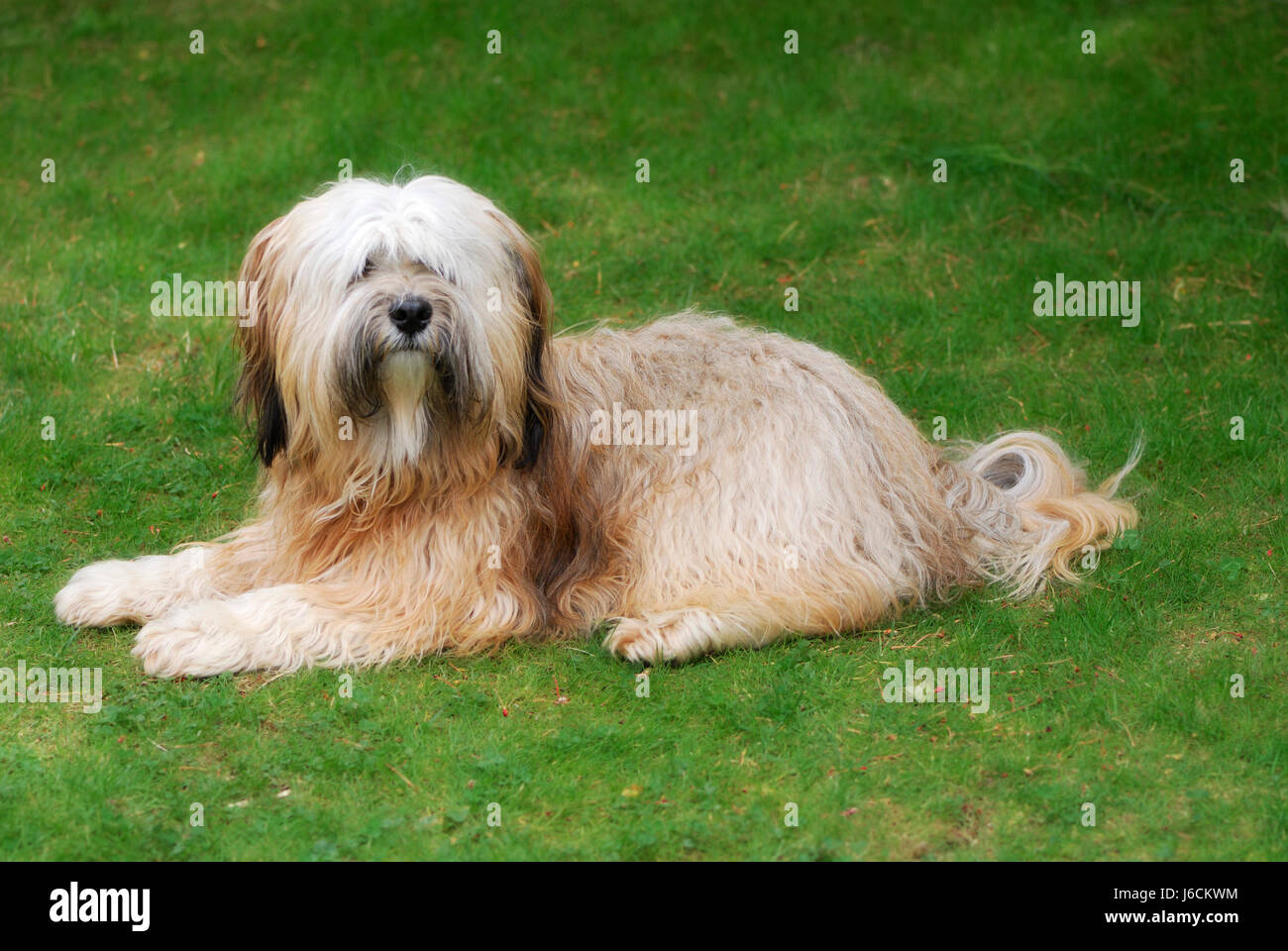 animal pet dog canine animal pet lie lying lies hairy dog long breed ...