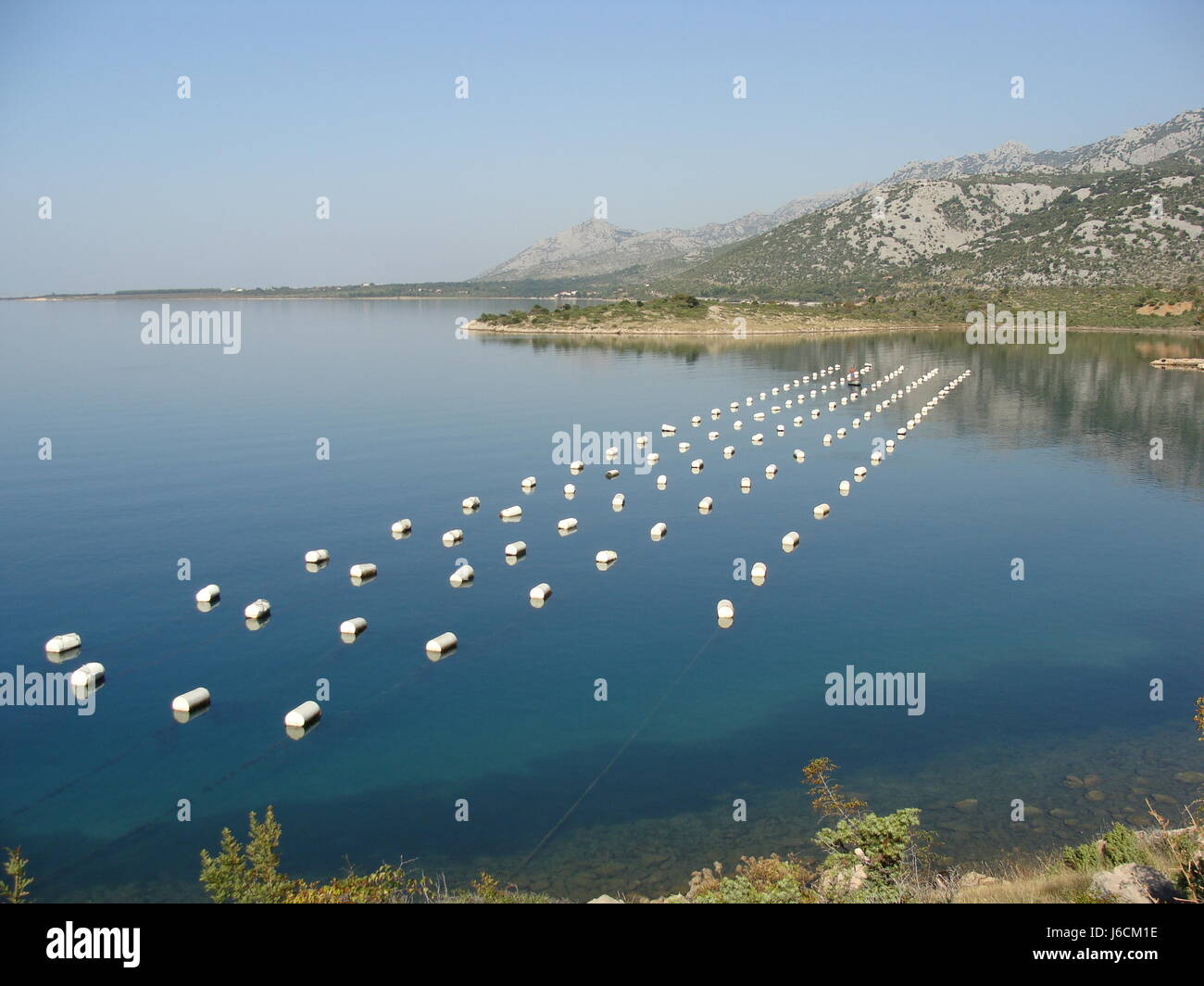 shell croatia sea water breed salt water sea ocean water shells mussels ...