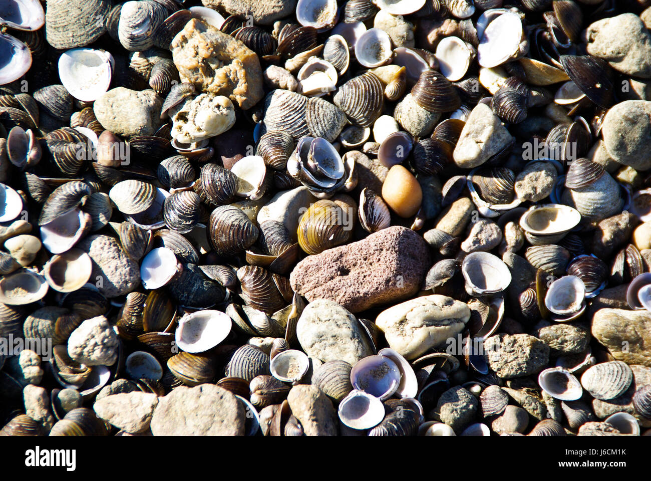 colour shapes shape colors colours shells mussels shell colour lime ...