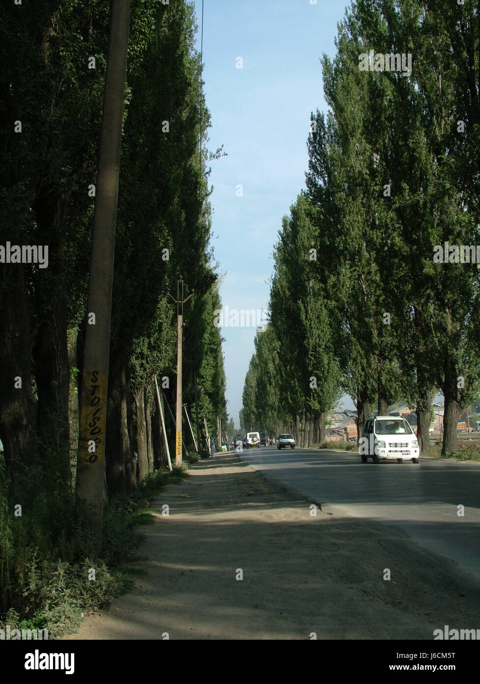 Chinar Leaf High Resolution Stock Photography and Images - Alamy
