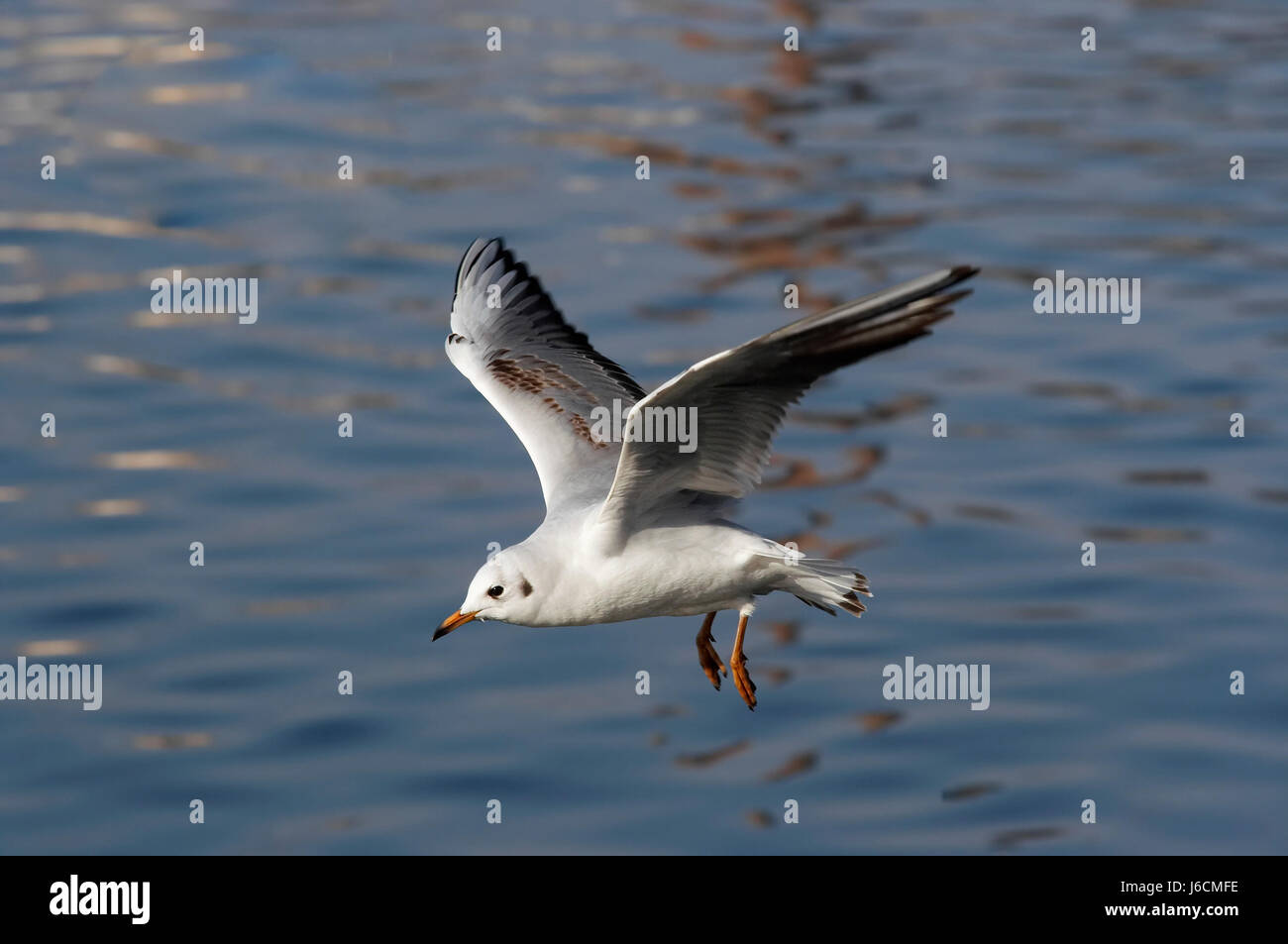motion postponement moving movement flight bird wings fly flies flys ...