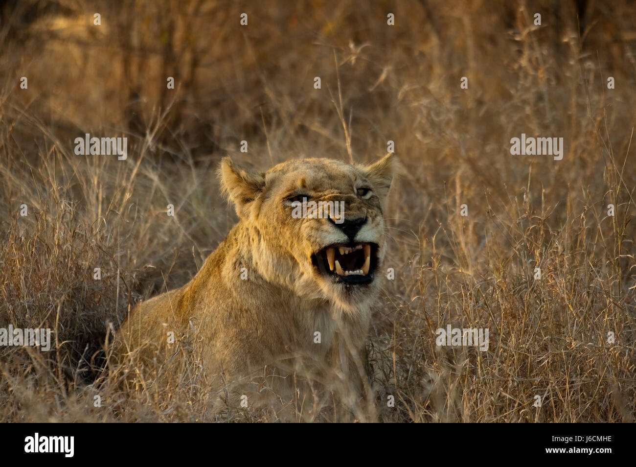 Evil lion hi-res stock photography and images - Alamy