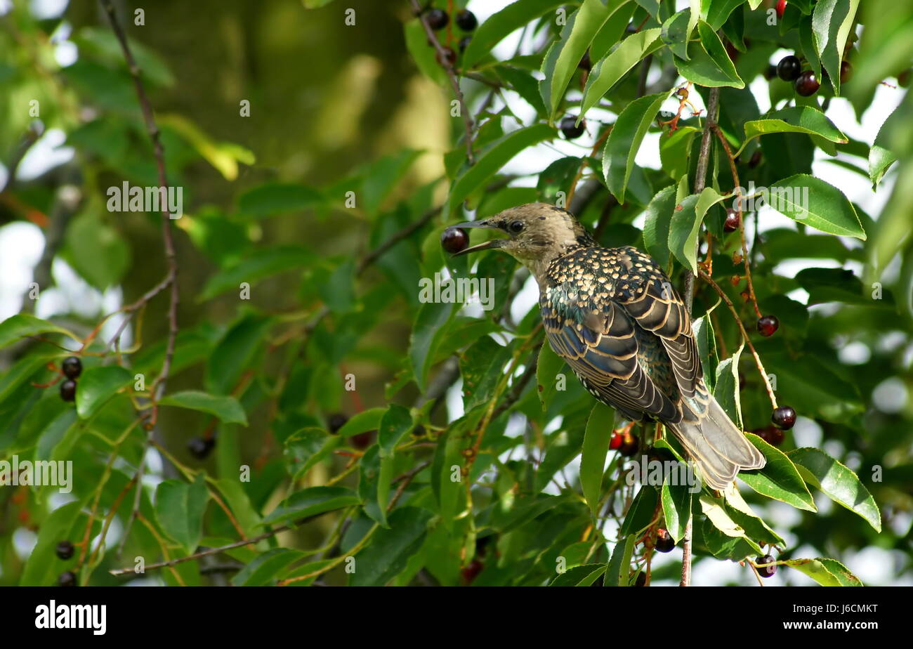 starling tree eyes beak feathering iridescent beaks muscular sinewy ...
