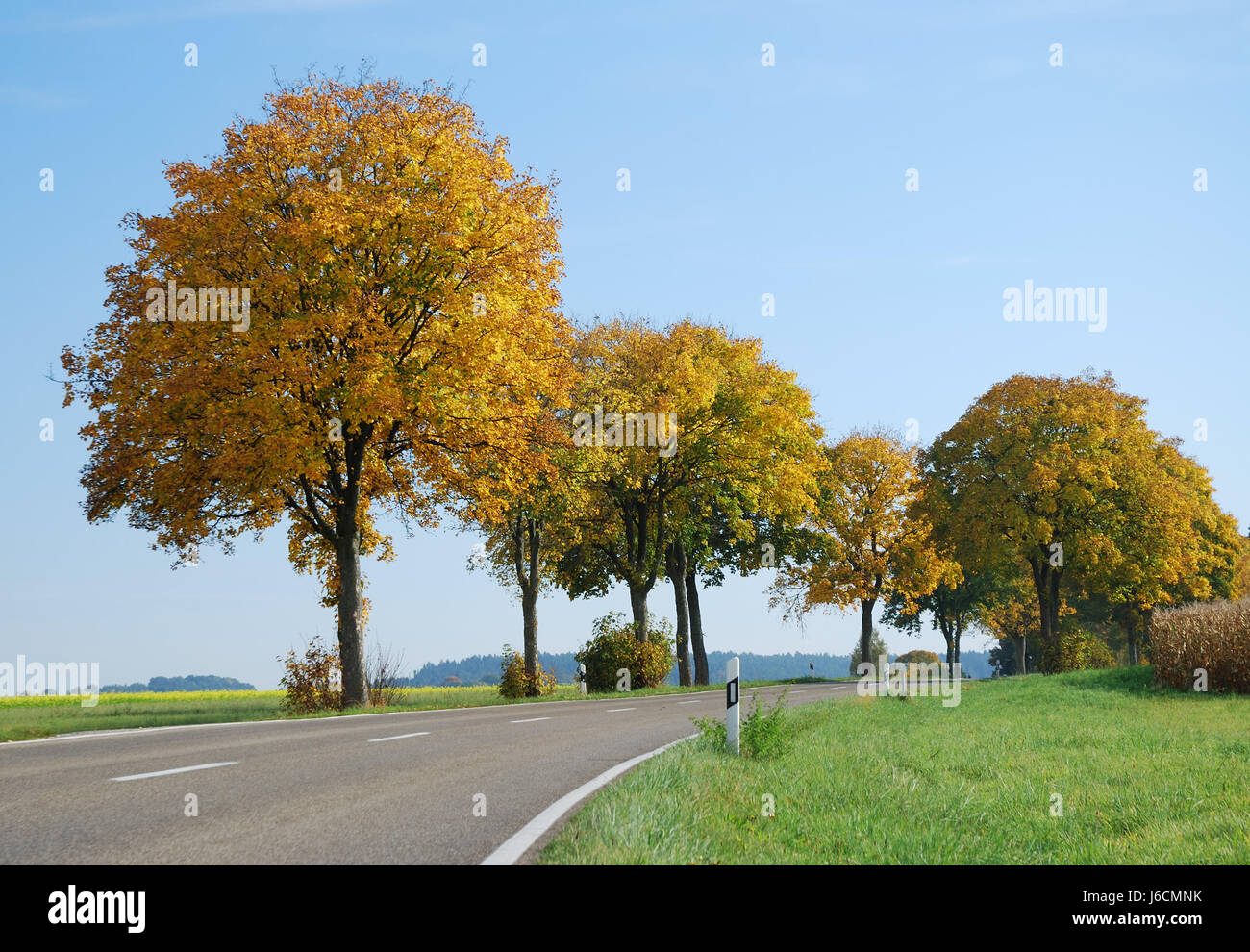 tree bavaria germany german federal republic landscape scenery ...