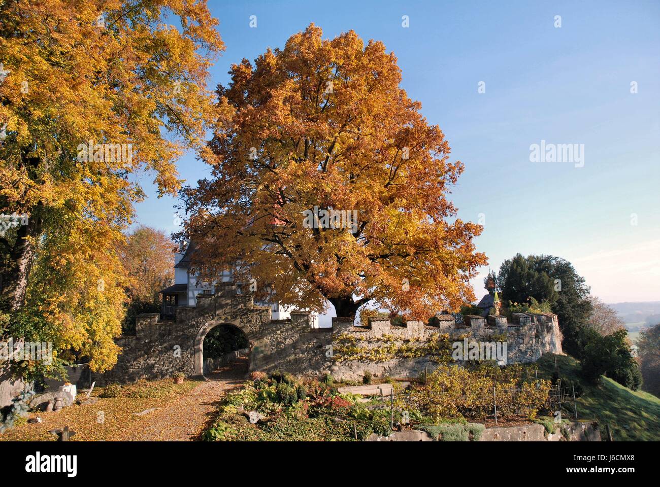 vines antiquity lime-tree leaves foliage middle ages tree garden leaves ...