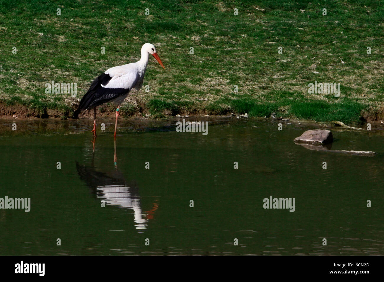 bird zoo stork fresh water lake inland water water white river walk go ...